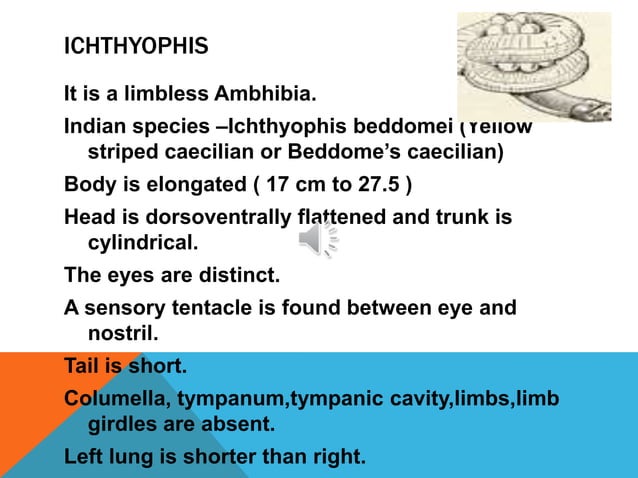 Class Amphibia | PPTX