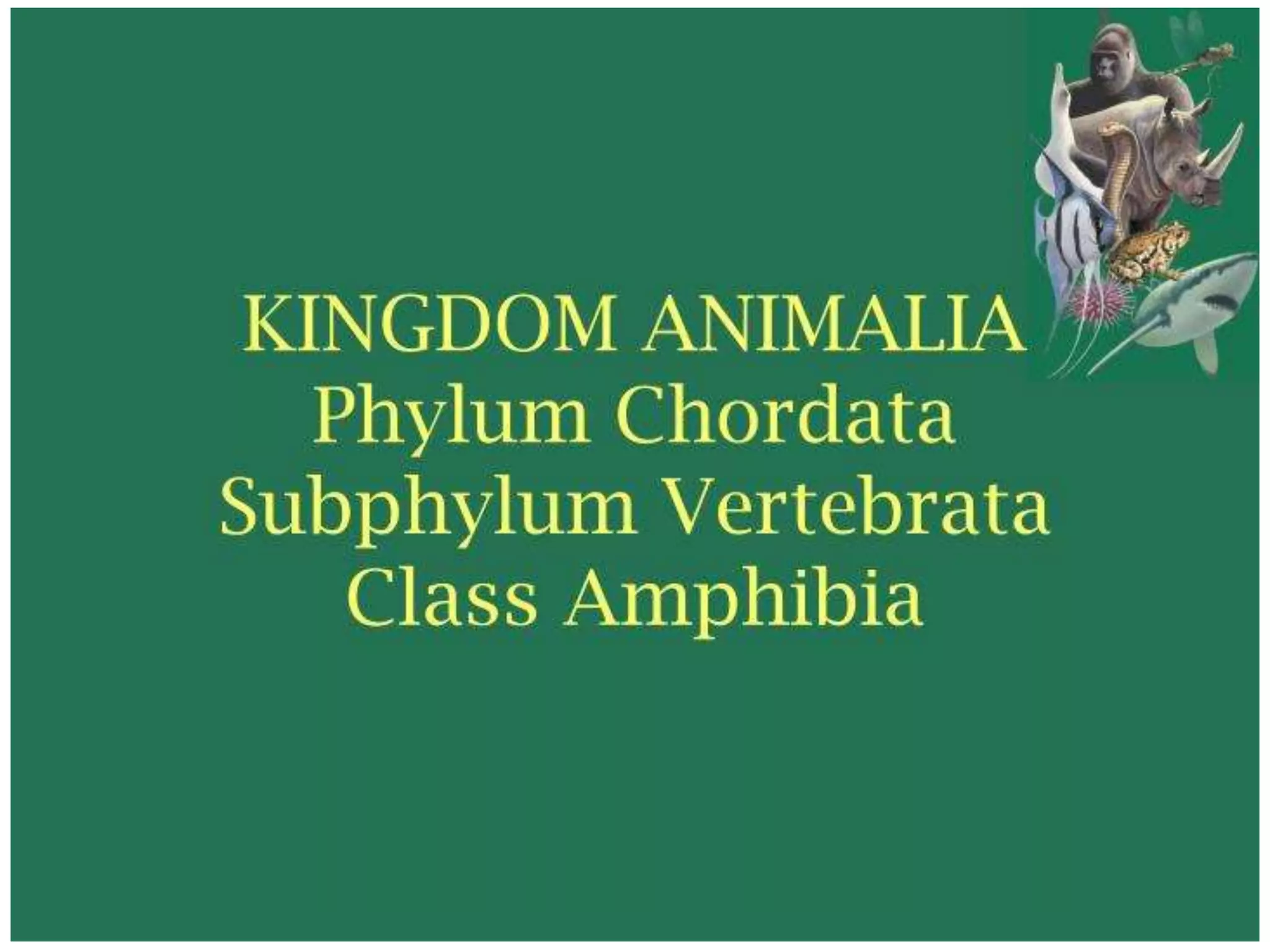 Class Amphibia.pptx