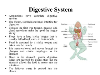 Class Amphibia.pptx | Reptiles | Pets