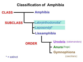 Class Amphibia.pptx