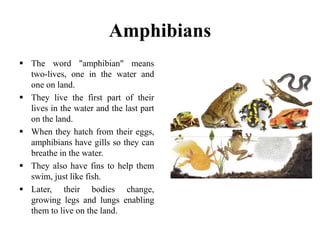 Class Amphibia.pptx