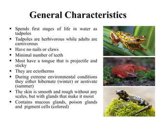 Amphibian Characteristics