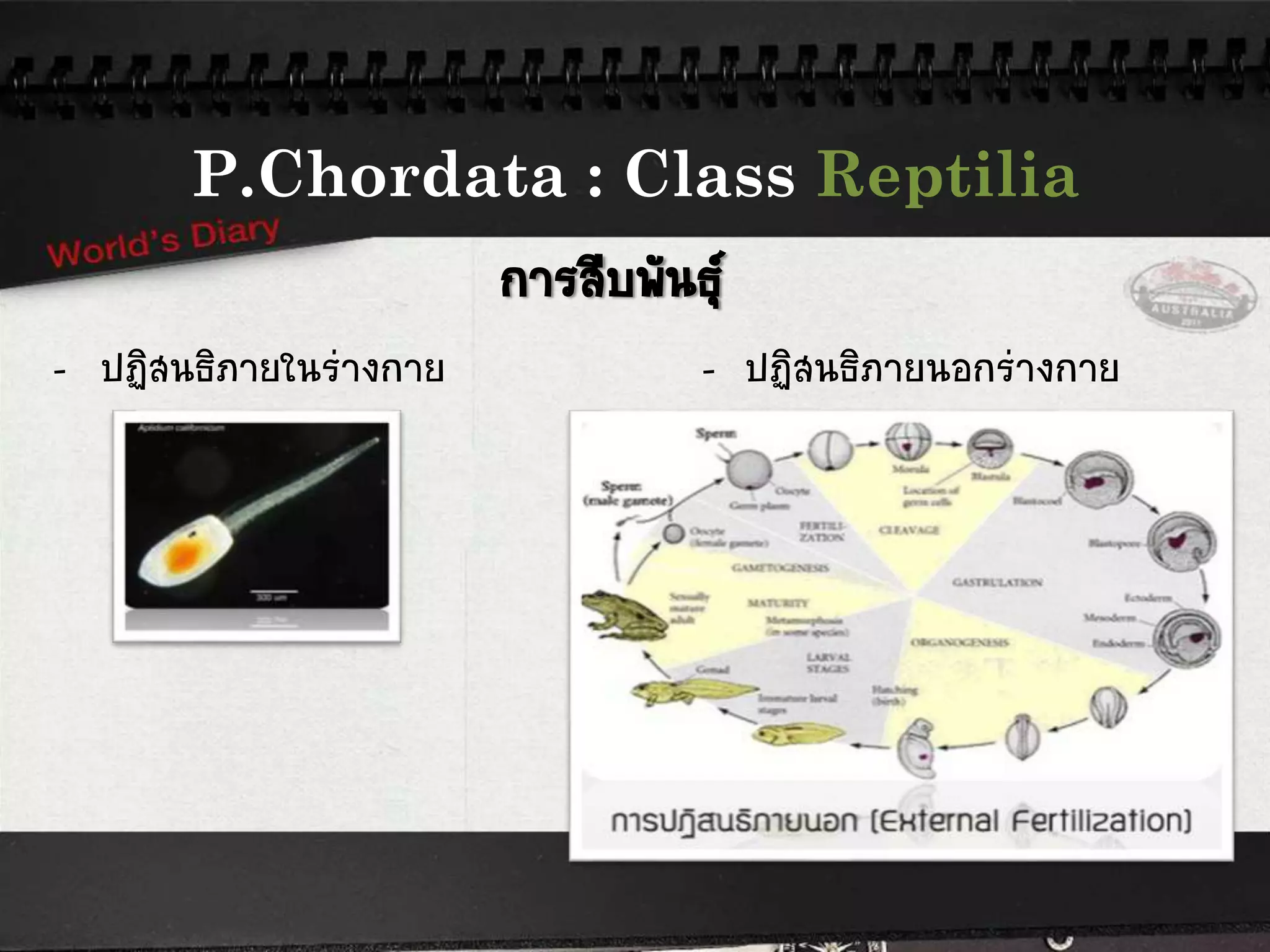 K. Animalia : P.Chordata : C.Amphibia+Reptilia+Aves(TH) | PPT
