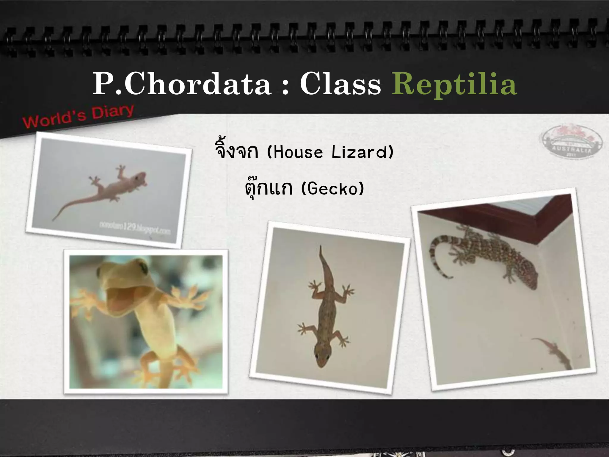 K. Animalia : P.Chordata : C.Amphibia+Reptilia+Aves(TH) | PPT