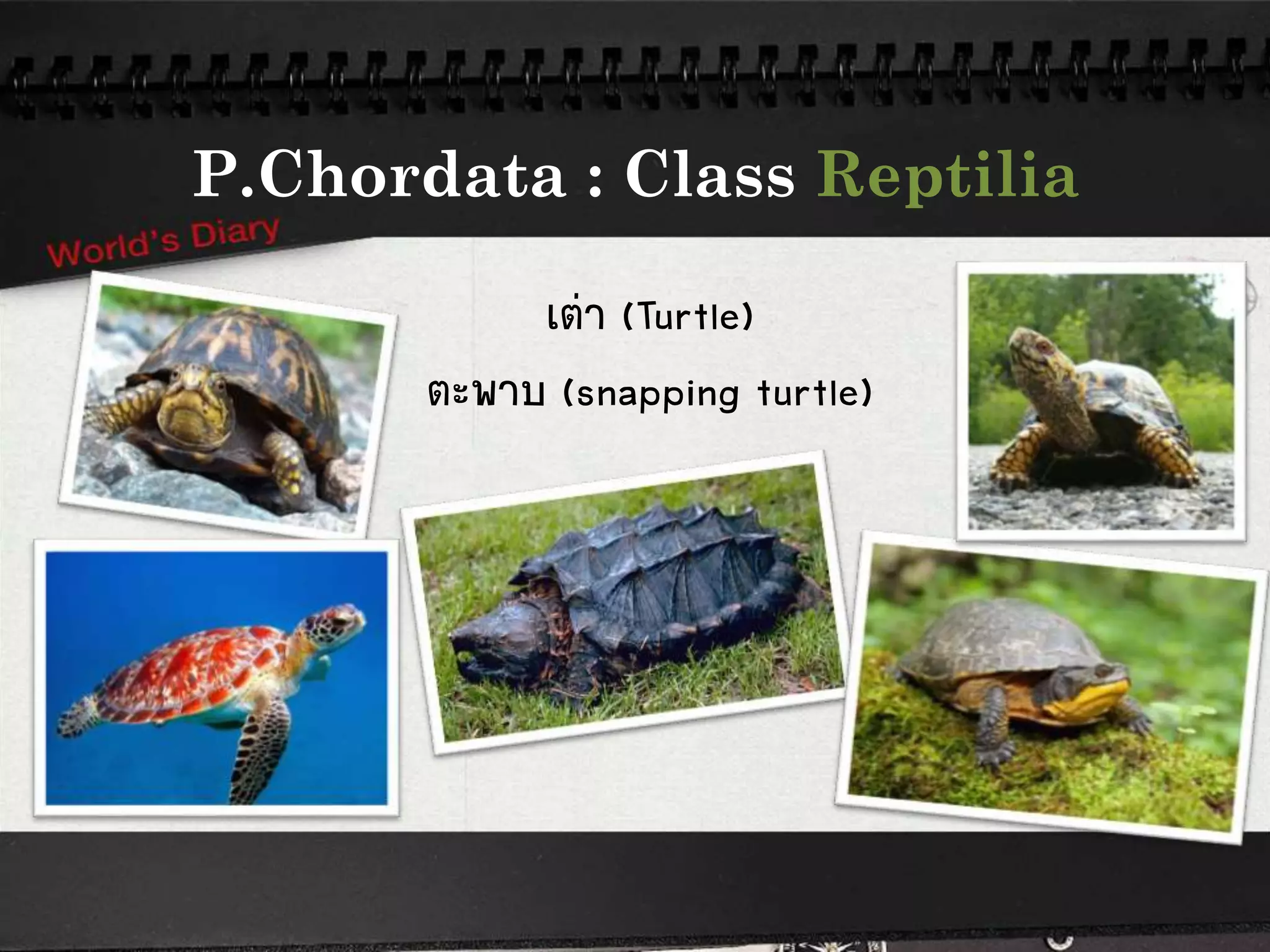 K. Animalia : P.Chordata : C.Amphibia+Reptilia+Aves(TH) | PPT