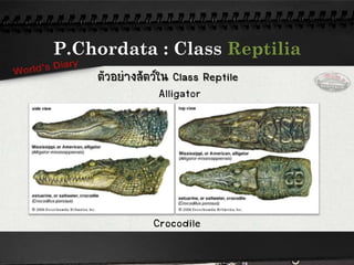 K. Animalia : P.Chordata : C.Amphibia+Reptilia+Aves(TH) | PPT
