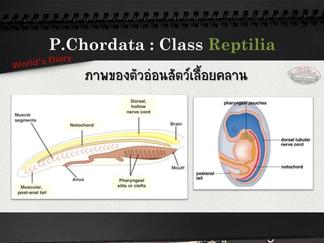 K. Animalia : P.Chordata : C.Amphibia+Reptilia+Aves(TH) | PPT