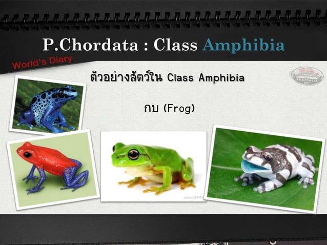 K. Animalia : P.Chordata : C.Amphibia+Reptilia+Aves(TH) | PPT