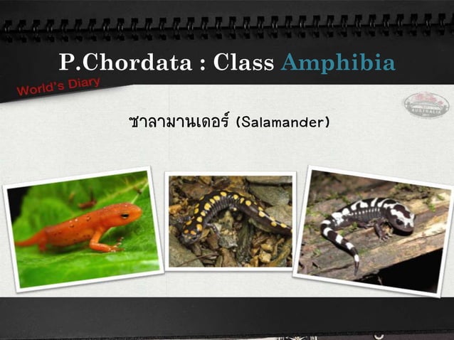 K. Animalia : P.Chordata : C.Amphibia+Reptilia+Aves(TH) | PPT