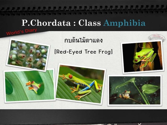 K. Animalia : P.Chordata : C.Amphibia+Reptilia+Aves(TH) | PPT