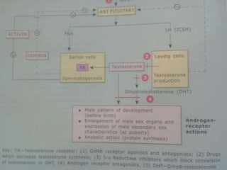 Class androgens | PPTX