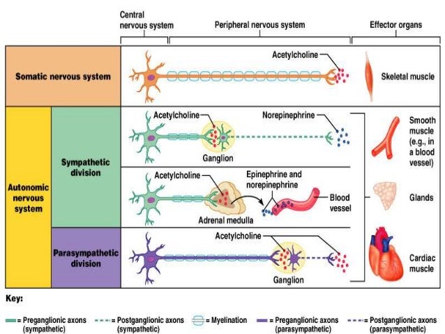 Class anticholinergic drugs