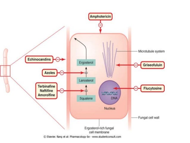 Class antifungal agents