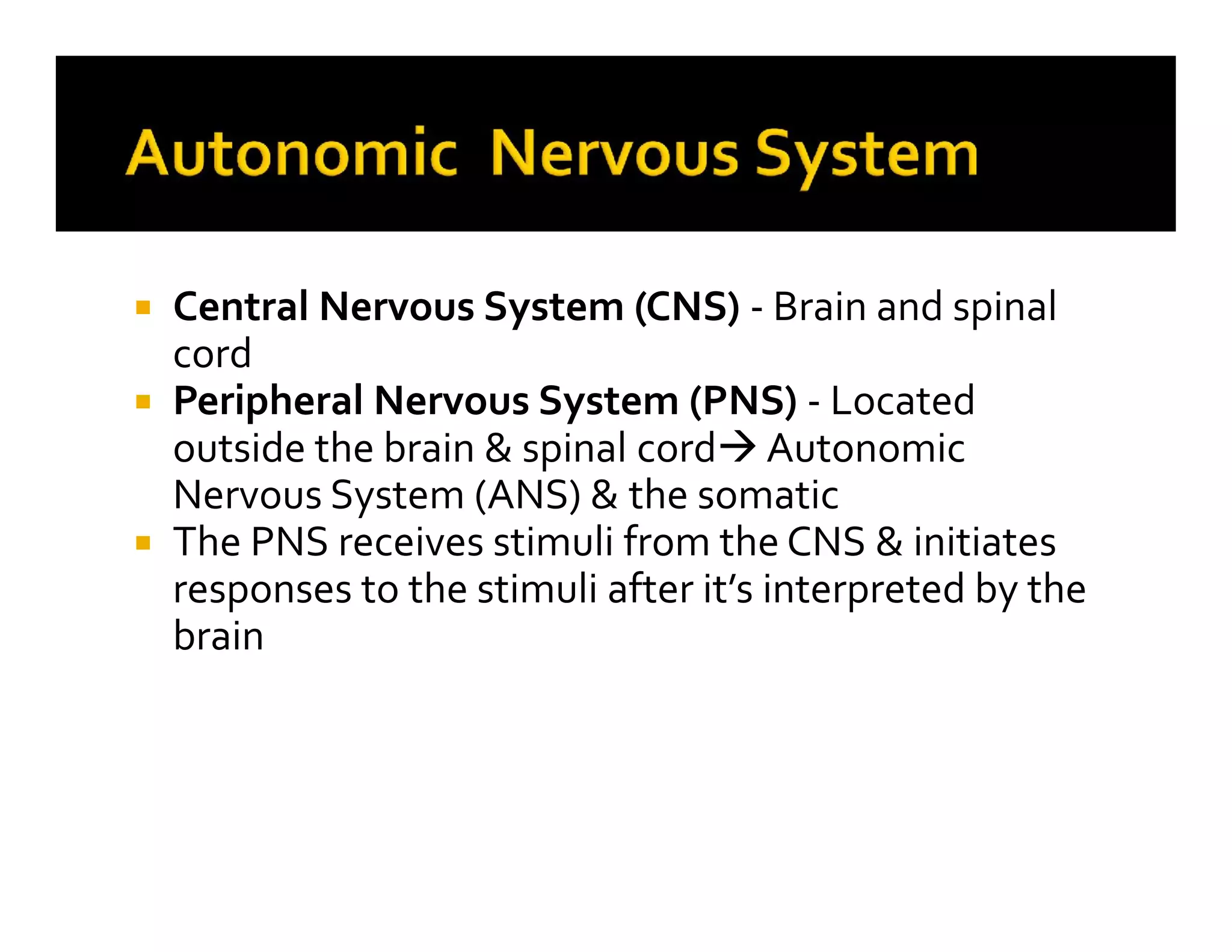 Class autonomic NERVOUS SYSTEM | PPT