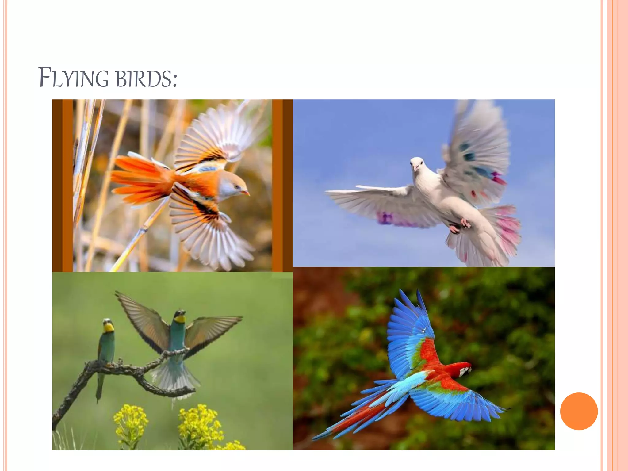 Class aves (birds) | PPTX