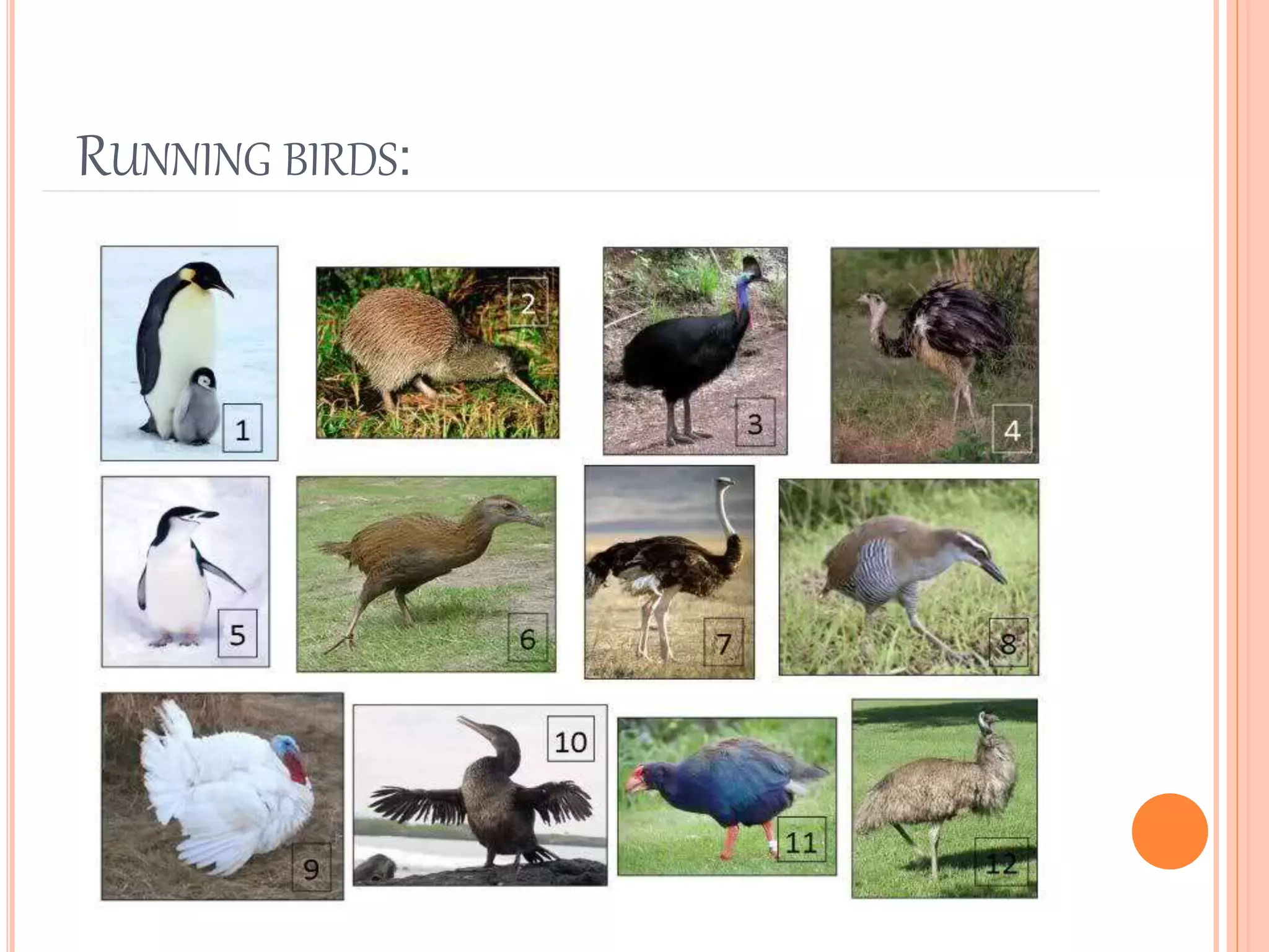 Class aves (birds) | PPTX