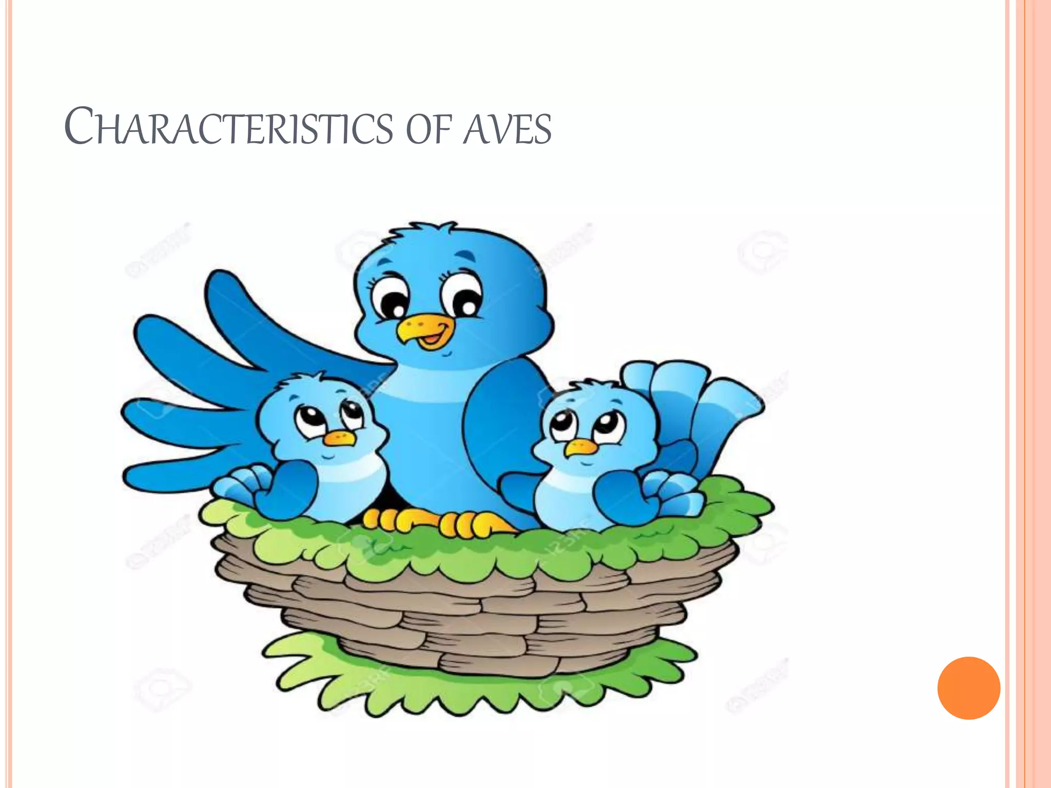 Class aves (birds) | PPTX