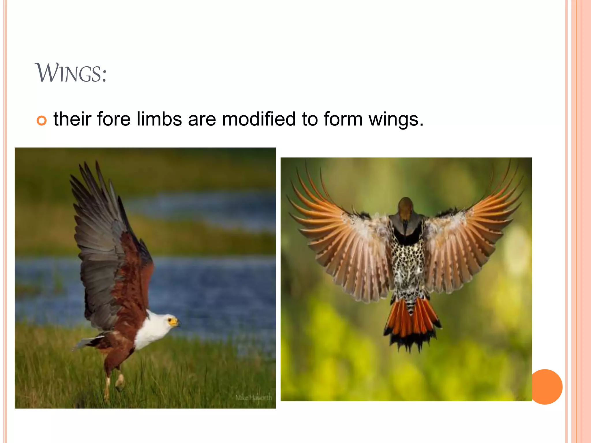 Class aves (birds) | PPTX