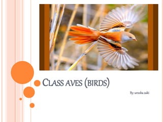 Class aves (birds) | PPTX