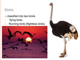 Class aves (birds) | PPTX