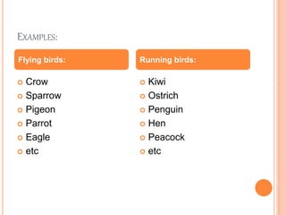 Class aves (birds) | PPTX