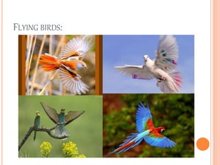 Class aves (birds) | PPTX