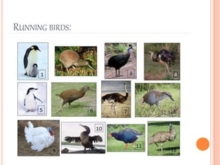 Class aves (birds) | PPTX