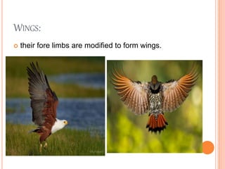 Class aves (birds) | PPTX