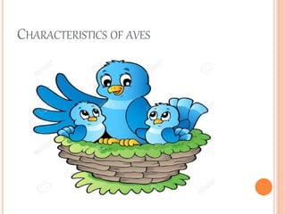 Class Aves Characteristics