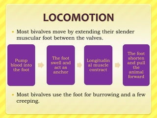 Class Bivalvia | PPTX