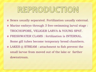 Class Bivalvia | PPTX