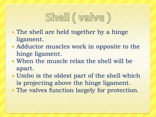 Class Bivalvia | PPTX