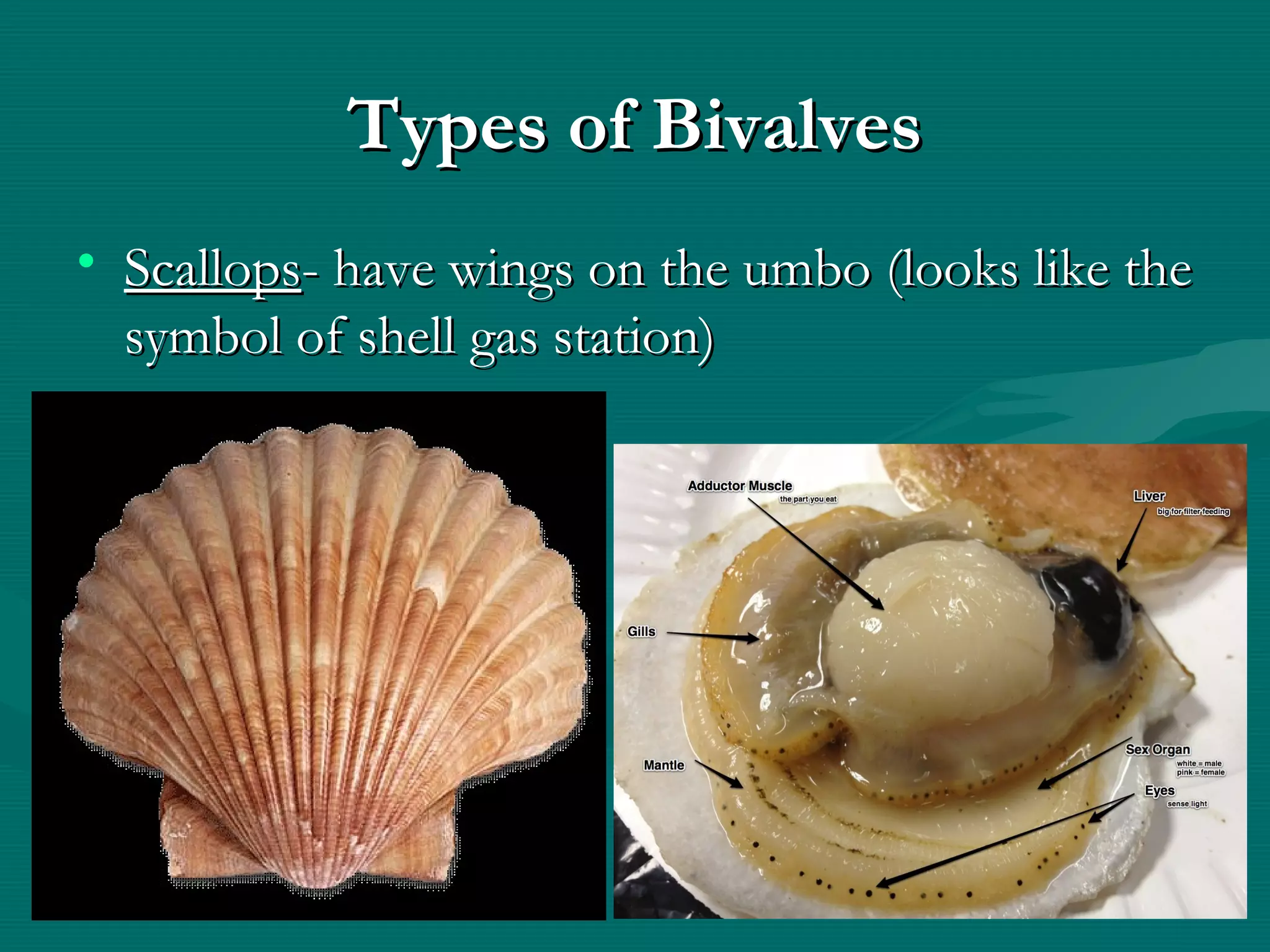 Class Bivalvia Notes | PPT