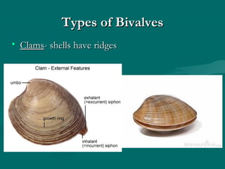 Class Bivalvia Notes | PPT