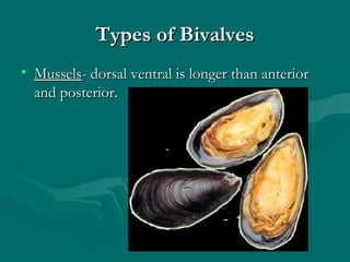 Class Bivalvia Notes | PPT
