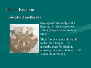 Class Bivalvia Notes | PPT