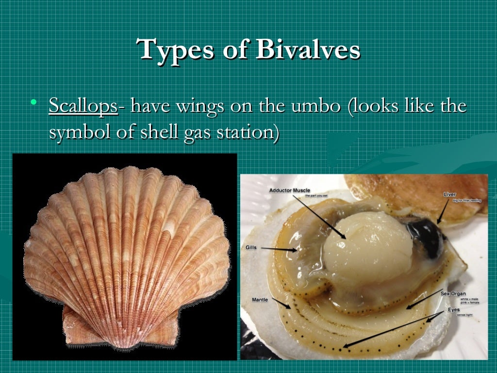 Class Bivalvia Notes