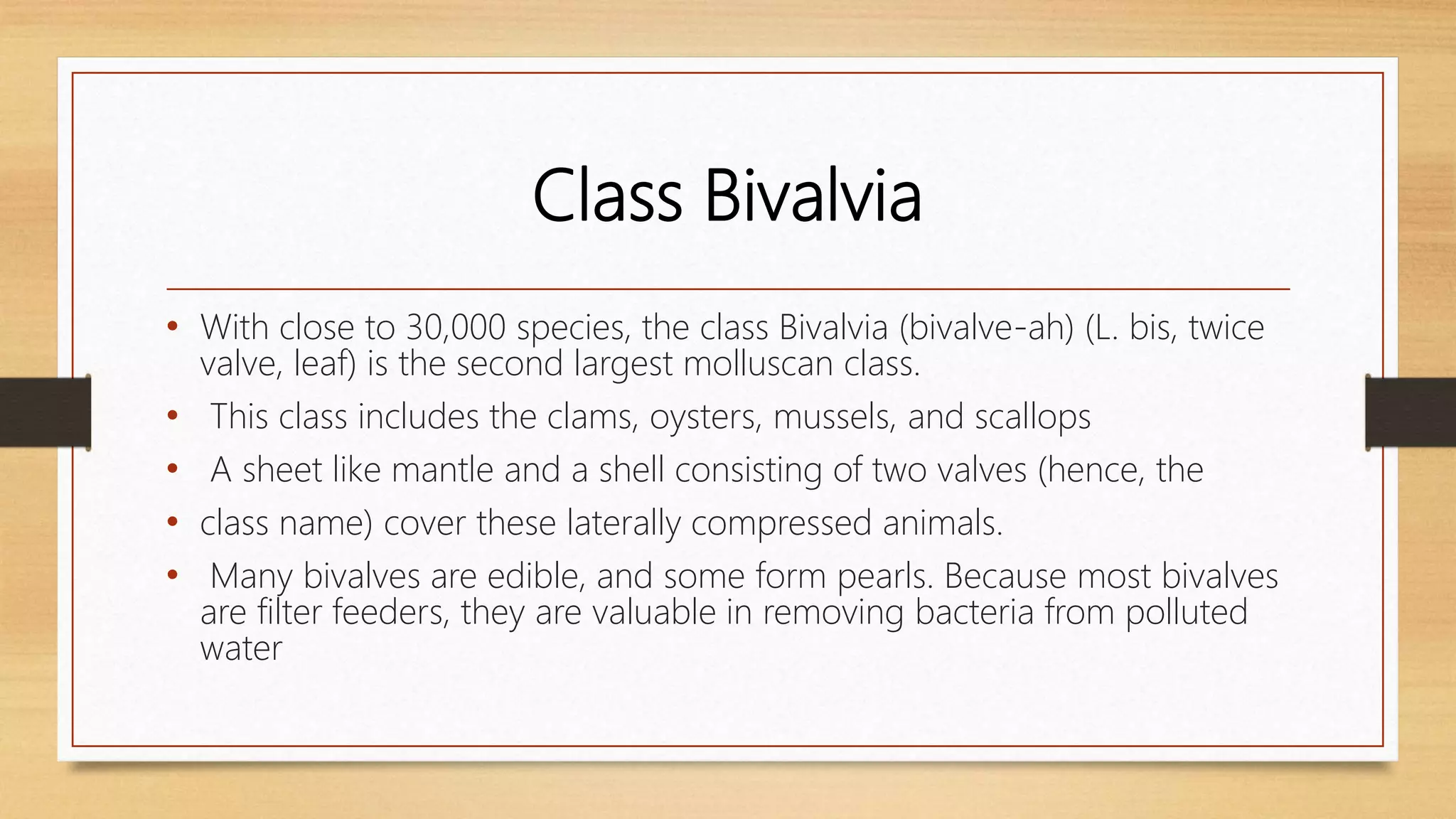 Class bivalvia | PPTX