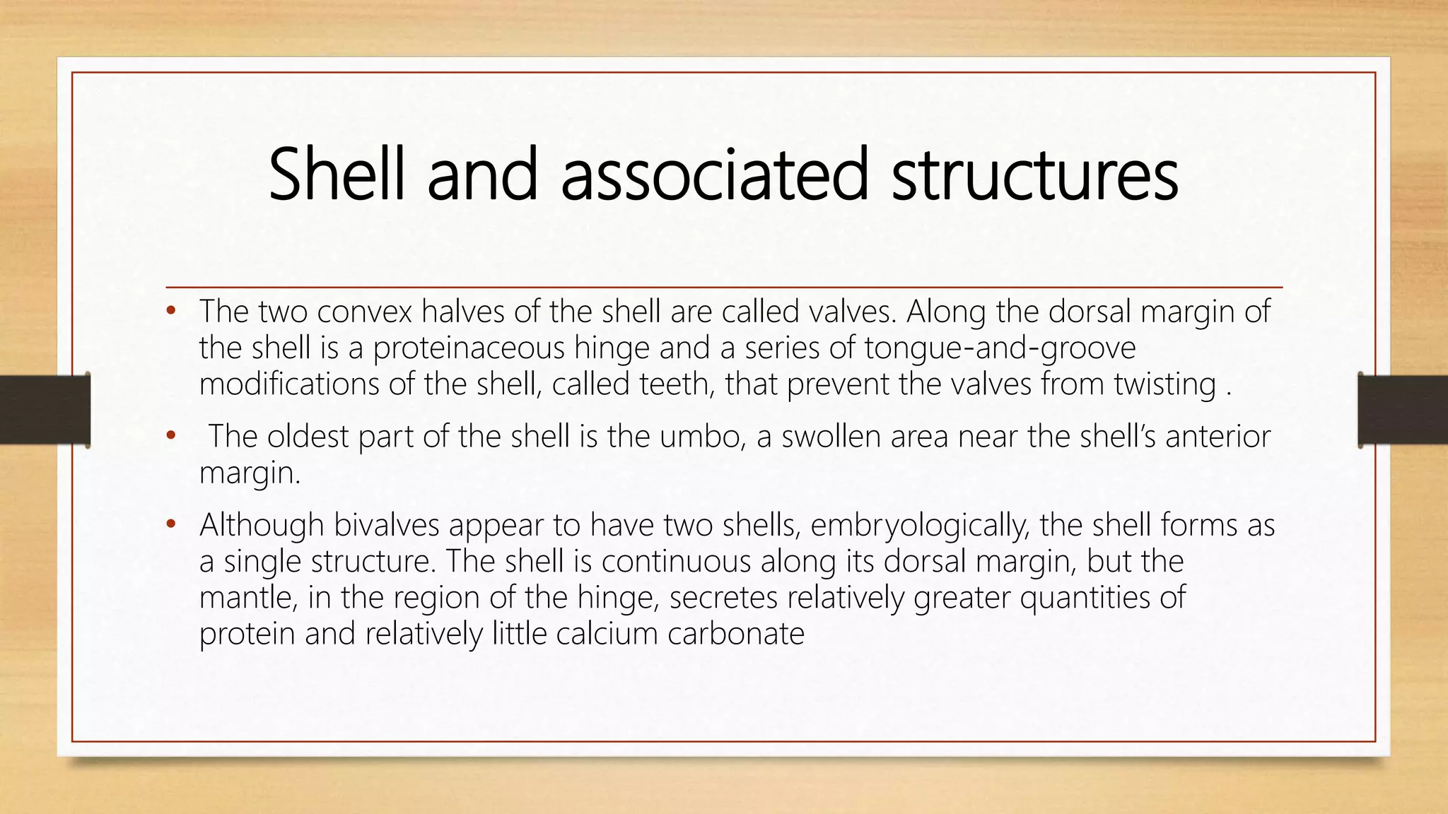 Class bivalvia | PPTX