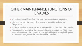 Class bivalvia | PPTX