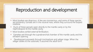 Class bivalvia | PPTX