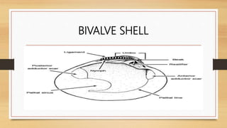 Class bivalvia | PPTX