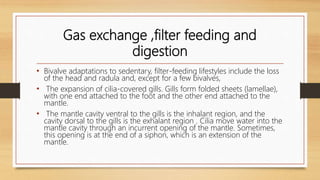 Class bivalvia | PPTX
