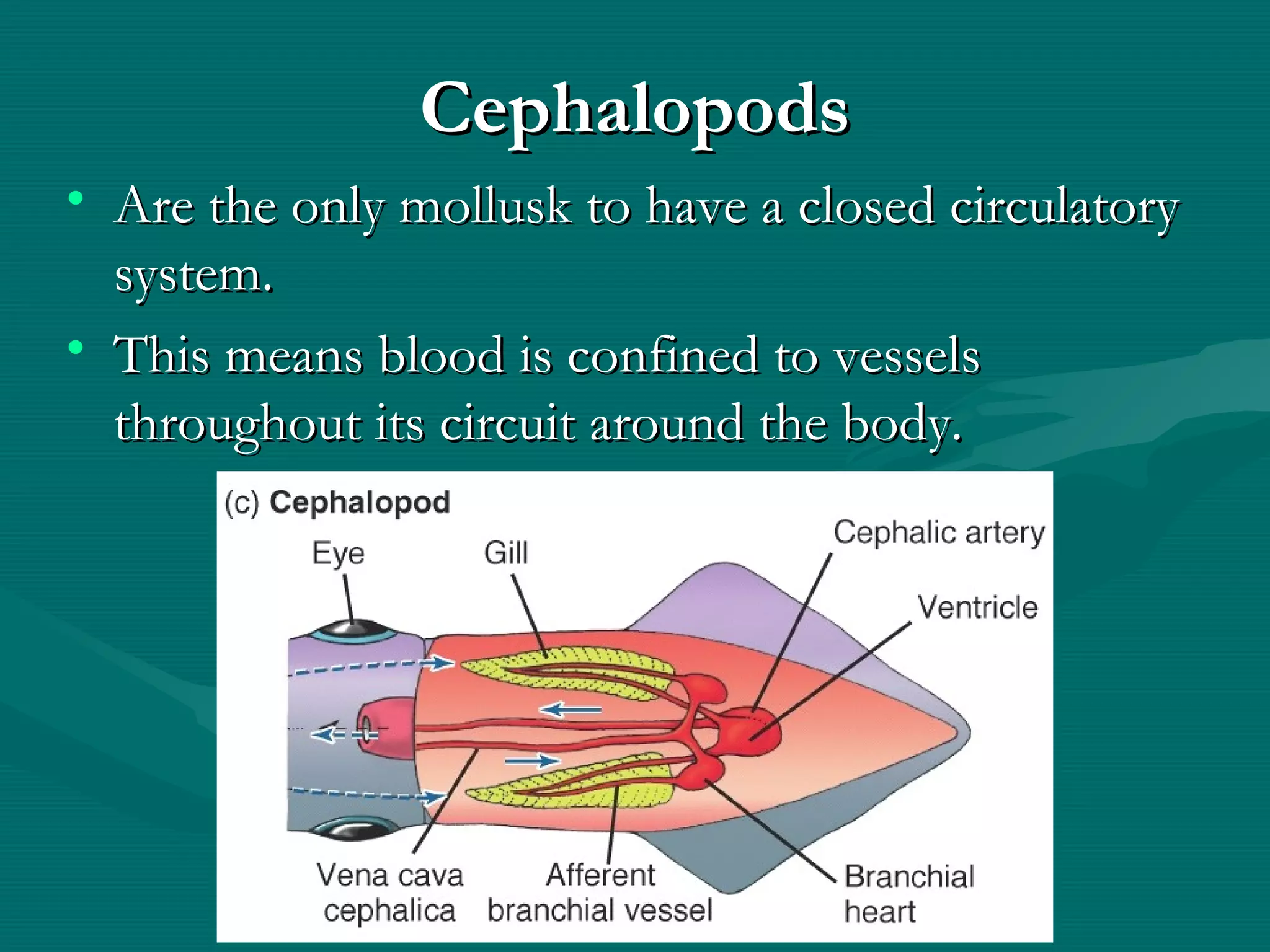 Class Cephalopoda Notes | PPT