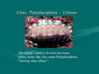 Class Cephalopoda Notes | PPT