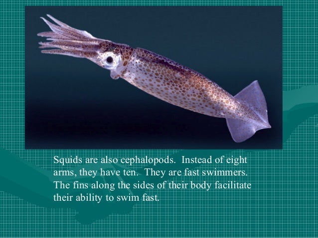 Class Cephalopoda Notes