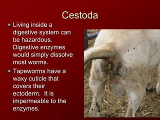 Class Cestoda Notes | PPTX