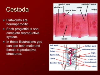 Class Cestoda Notes | PPTX