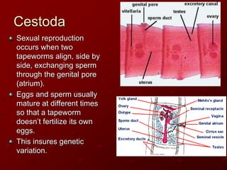 Class Cestoda Notes | PPTX