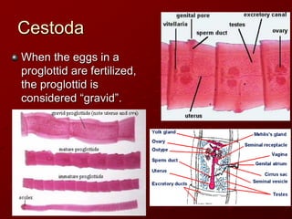 Class Cestoda Notes | PPTX